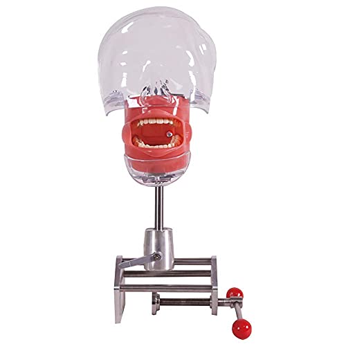 Modelo de cabeza para prácticas dentales Dental Phantom Head Simulator ...